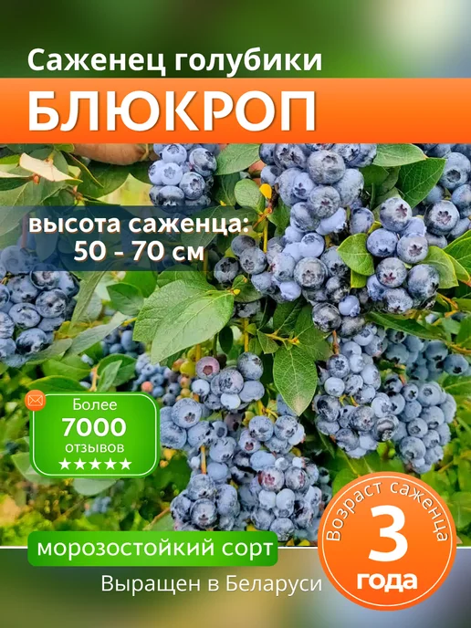 Голубика саженцы Блюкроп трёхлетка Беларусь Голубика морозостойкая